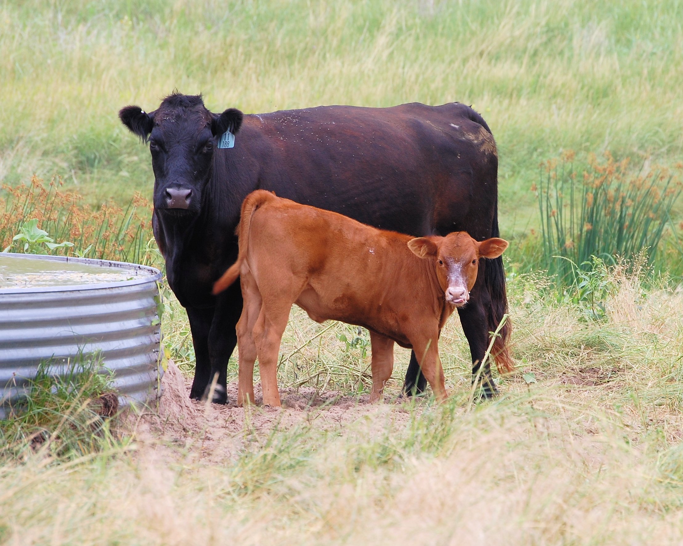 High 5’s - Working Ranch Magazine