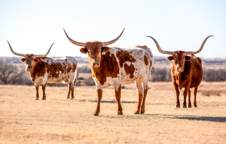 Bovine Biodiversity - Working Ranch Magazine