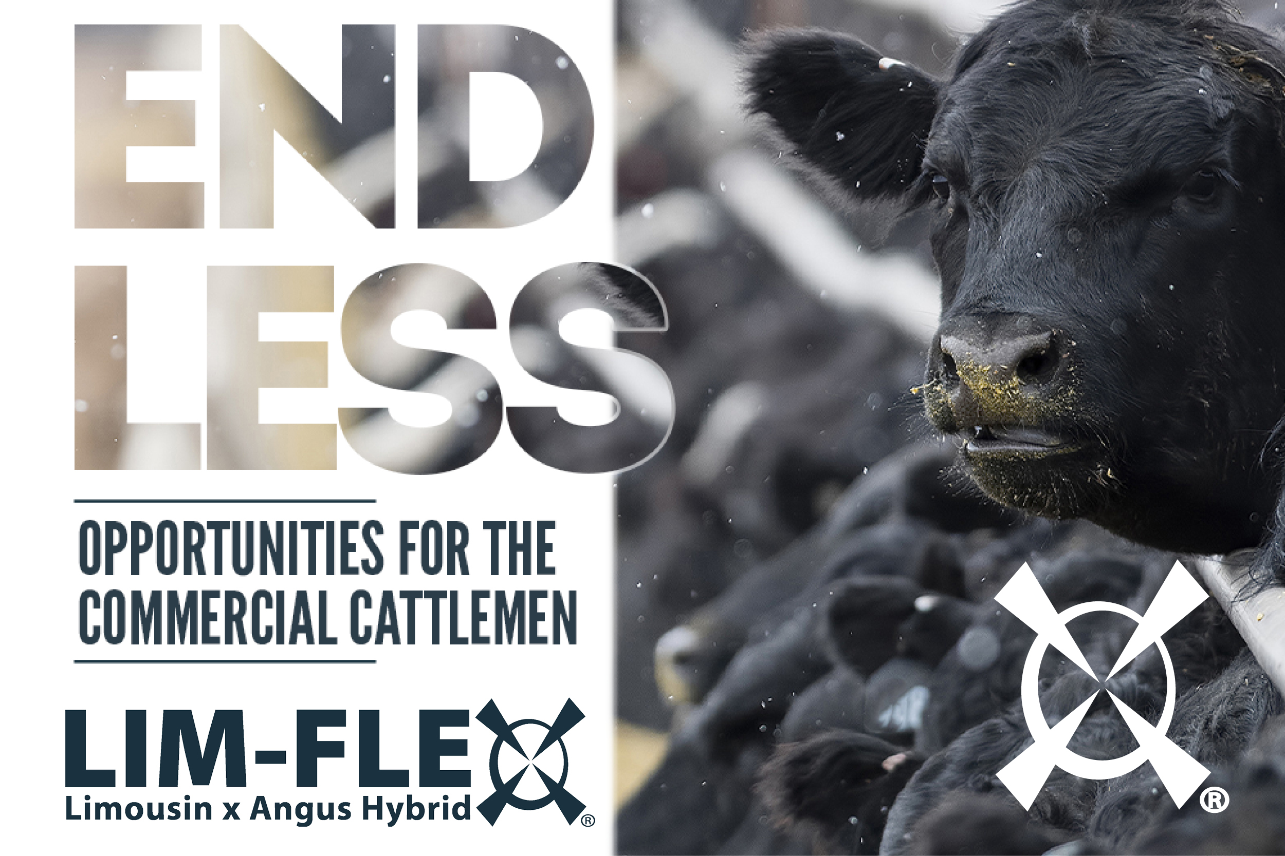 Working Ranch - Working Ranch Magazine