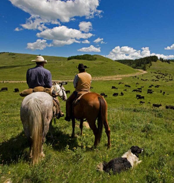 Working Ranch - Working Ranch Magazine