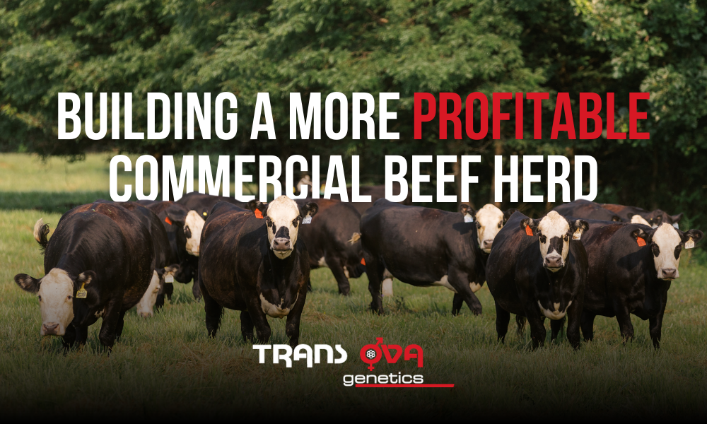 Ready for What’s Next: Building a More Profitable Commercial Beef Herd ...